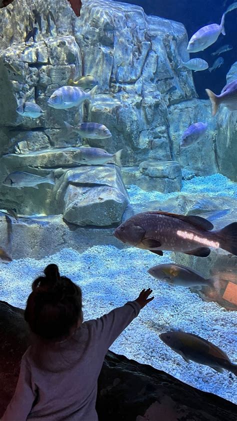 „რა ბედნიერია“ სოფო ნიჟარაძე ელის მარიას ახალ ფოტოებს სტამბოლის აკვარიუმიდან აქვეყნებს Marao