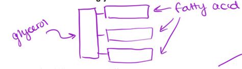 Macromolecule Flashcards Quizlet