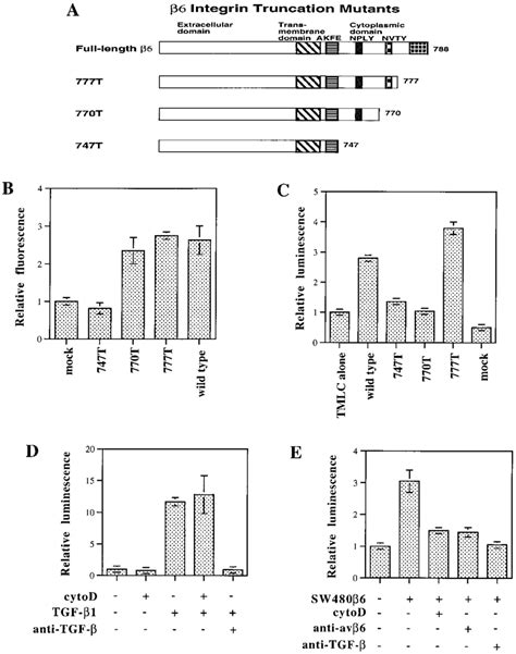 Binding Of Lap To V6 Integrin Is Not Sufficient For Latent Tgf Download Scientific Diagram