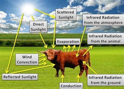 Lecture Environmental Adaptations Flashcards Quizlet