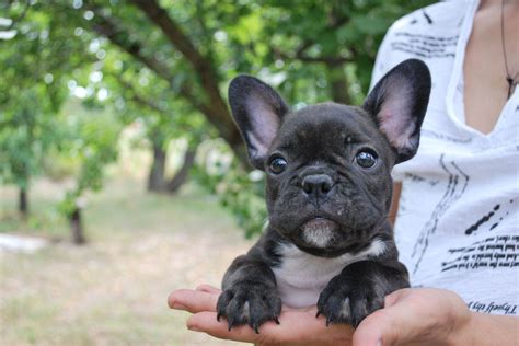 щенки породы Французский бульдог