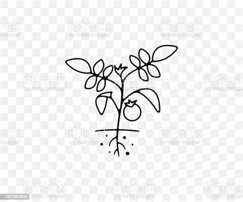 토마토 토마토 식물 야채 음식 및 식사 선형 그래픽 디자인 정원 침대 농업 농업 농장 및 농업 벡터 디자인 및 일러스트레이션