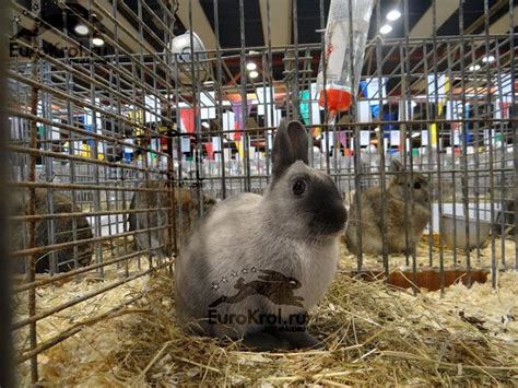 Польский карликовый кролик Goats, Rabbit, Bunny, Rabbits, Bunnies, Goat