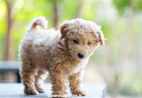 سگ نژاد ژرمن بلک