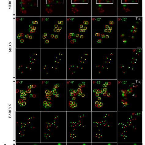 Chromosome Territory Analyzed Several Generations After Dual Labeling
