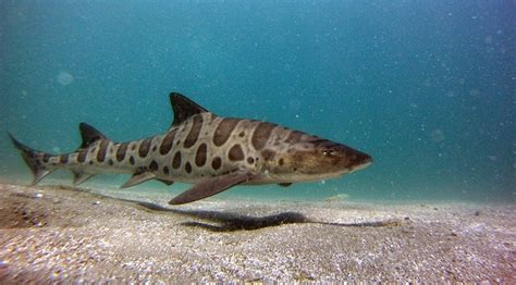 1600x885 Leopard Shark Wallpaper For Computer Coolwallpapersme