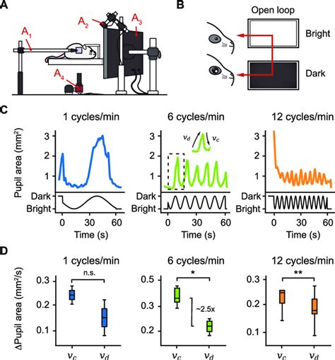 Open Loop Experiments Confirm Constriction Speed Dominance In Mice A