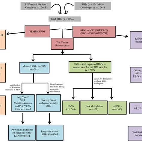 Flow Chart Showing The Strategy Employed To Perform Various Analyses In Download Scientific