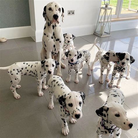 Dalmatian Puppy Dalmatian Dog Dalmatian Puppies In Uae In 2026