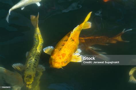 멋진 잉어 연못에서 수영 멋진 Carps 물고기 또는 잉어 연못에서 수영 수영과 공간의 움직임 0명에 대한 스톡 사진 및 기타 이미지 Istock