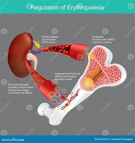 Regulation Of Erythropoiesis Vector Illustration