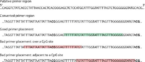 Primer Placement Bisulfite Pcr Primers Are Designed Against An In Download Scientific Diagram