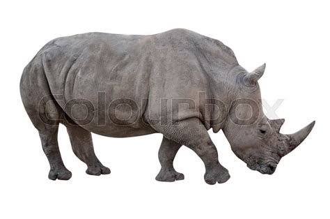Rhino Cut Out And Isolated On White Stock Image Colourbox