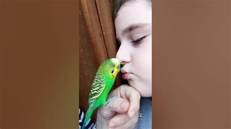 თუთიყუში ჩიკოს ახალი სიტყვები ️ Youtube