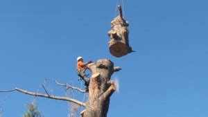 Gold Coast Tree Service