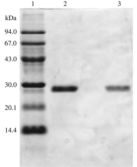 Iucr Purification Crystallization And Preliminary X Ray Analysis Of
