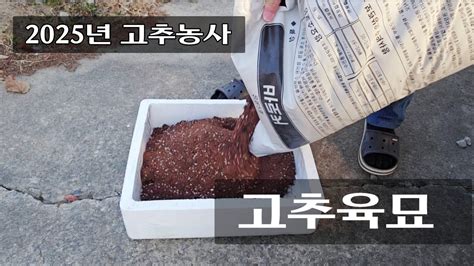 고추 1000주 육묘 및 텃밭 재배를 위한 종자 파종부터 육묘까지의 전 과정을 계획하고 있습니다 🌶️🌱👨‍🌾 텃밭농사