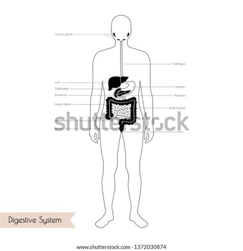 Vector Isolated Illustration Human Digestive System Stock Vector Royalty Free