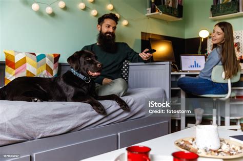 홈 오피스 데스크에서 일하는 젊은 여성 그녀의 남자 친구와 개 시청 Tv Tv 보기에 대한 스톡 사진 및 기타 이미지 Tv 보기 개 남자 Istock