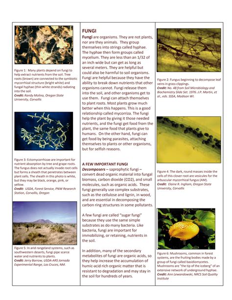 Solution Soil Microorganisms And Their Functions Studypool