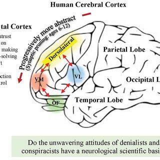 Schematic Of The Human Brain And Prefrontal Cortex PFC Which