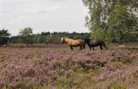 Kampina | Beleef Boxtel