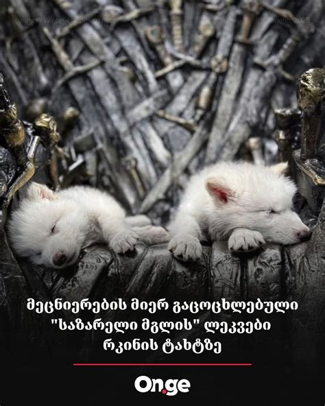 On Ge 🐺მეცნიერებმა გააცოცხლეს 12 500 წლის წინ გადაშენებული მგლის სახეობა საზარელი მგელი