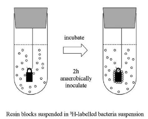 Illustration Of The Experimental Method For Bacterial Adhesion Test S Download Scientific