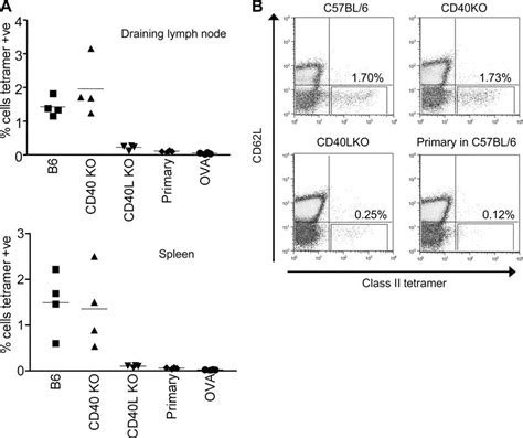 Cd4 Memory T Cells Survive And Proliferate After Boosting In