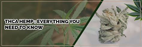 Thca Hemp Everything You Need To Know