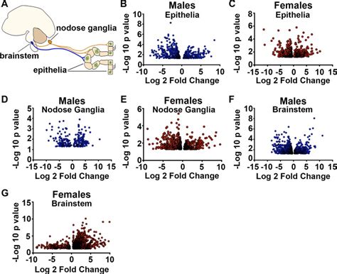 Sex Specific Airway Hyperreactivity And Sex Specific Transcriptome