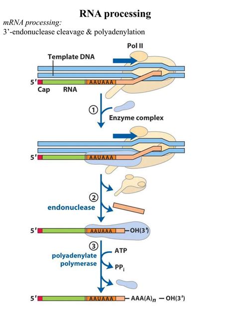PPT RNA Processing PowerPoint Presentation Free Download ID