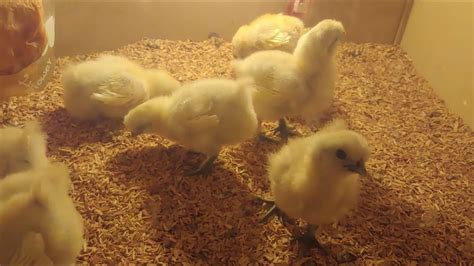 병아리 키우기 백봉오골계 가정집에서 키우기 Youtube