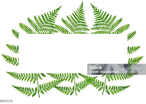 수채화 고사리는 직사각형 프레임을 남깁니다 초대 결혼식 카드 날짜 배너를 저장하기위한 텍스트 공간이손으로 그린 숲 식물 템플릿 0명에 대한 스톡 벡터 아트 및 기타 이미지