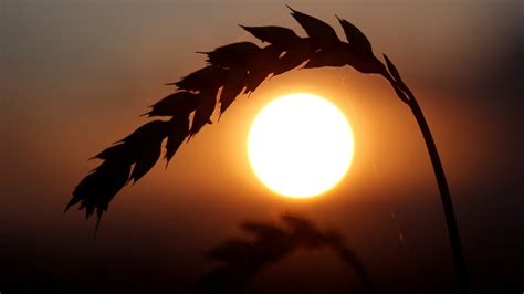 У Сенаті зареєстрували резолюцію що закликає Білий дім відреагувати на використання голоду як