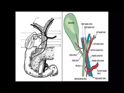 Cystic Artery Anomalies Pptx