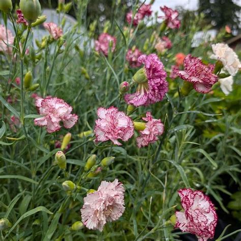 Carnation Dianthus Caryophyllus Calendula Farm And Nursery