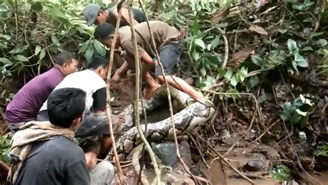 Shocking Video Shows Missing Womans Body Inside Huge Python