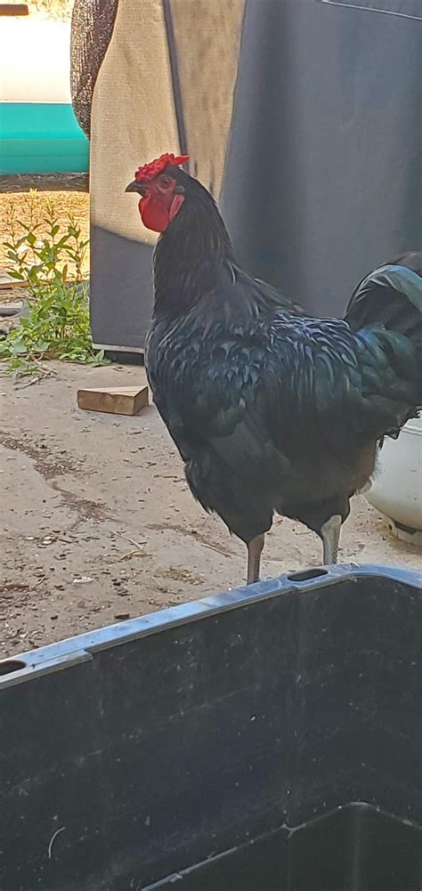 Checks Complete Ready For Launch Rbackyardchickens