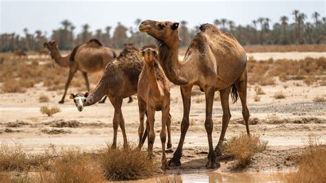 Definitive Guide To Dromedary Camel Facts Habitat Conservation Status