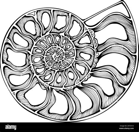 Fossil Ammonite Line Art Stock Vector Image And Art Alamy