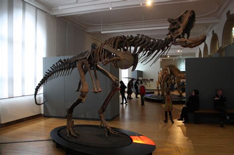 Image Carnotaurus Skeleton In Bonn Dinopedia Fandom Powered