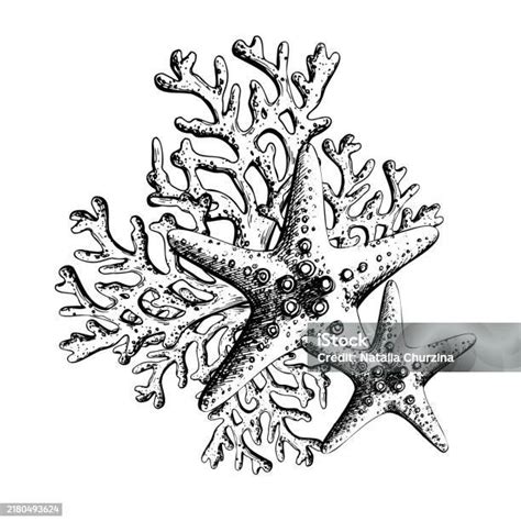 산호 가지를 가진 불가사리 손으로 그린 그래픽 일러스트 와 흑백 컬러 라인 아트 해양 테마의 승화 편곡 구성 검은색에 대한 스톡
