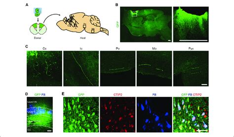 The Frontal Cortex Of E14 5 Mouse Contains Corticospinal Motor Download Scientific Diagram
