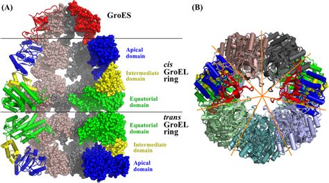 Structure Of The Groel Groes Complex In A Front And B Top