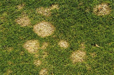 The Common Lawn Diseases In Yakima And How To Prevent Them