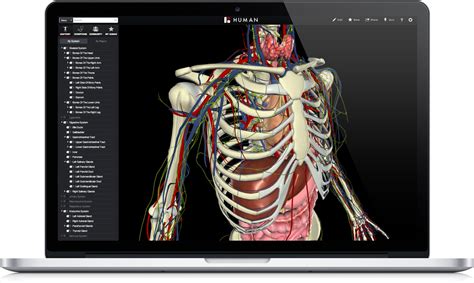 Body Visualizer Human Anatomy Visualization The Lungs In A Semi