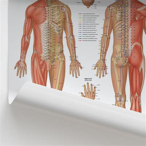 Acupressure Points Chart English Poster Paper K512 Acupressure Therapy