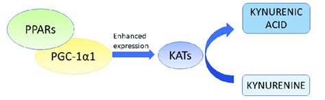 The Simplified Scheme Of Interaction Between The Ppar Pathway And The
