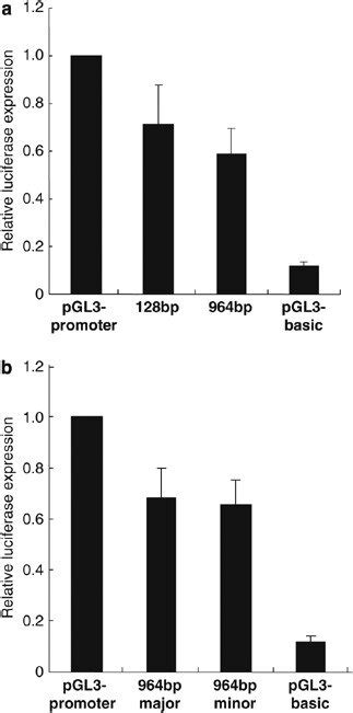 Promoter Assay A Rle For Pgl3 Basic Vector With Insertion Of 128 And Download Scientific